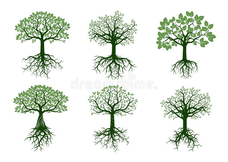 Set of Green Trees and Roots. Vector Illustration. Stock Illustration ...