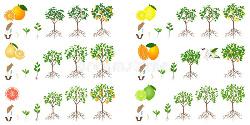 Citrus Growth Stages Stock Illustrations – 39 Citrus Growth Stages ...