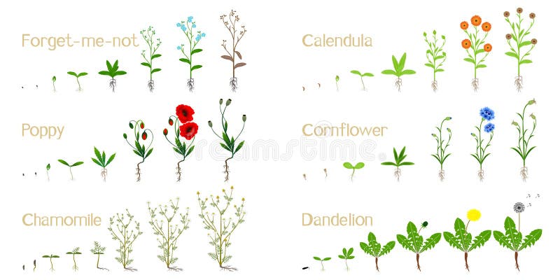 Poppy Cycle Stock Illustrations – 38 Poppy Cycle Stock Illustrations ...
