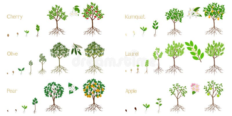 Set of Growth Cycles of Ginger on a White Background. Stock Vector ...