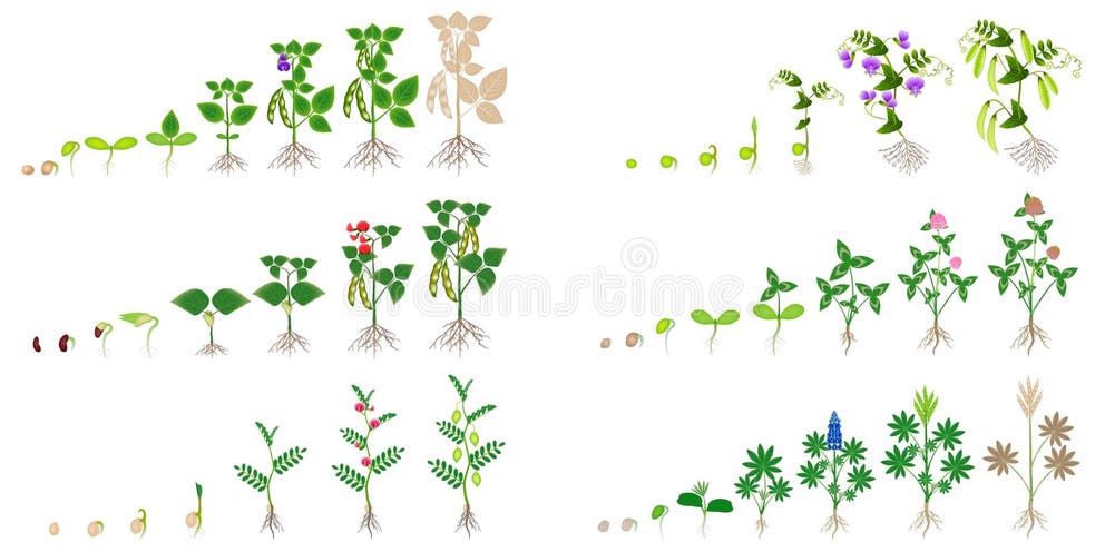 Soybean Plant Growing Background Stock Illustrations – 523 Soybean ... Soybean Plant Growing Background Stock Illustrations – 523 Soybean ...