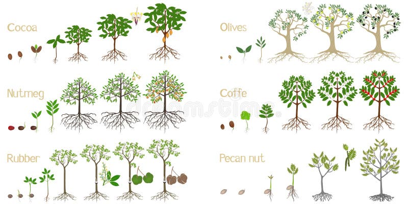 Set of Growth Cycles of Trees with Fruits on a White Background. Stock ...