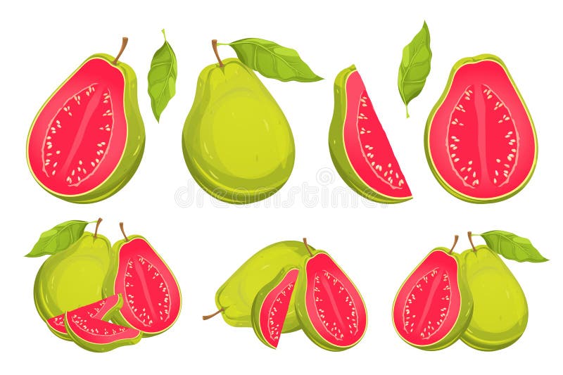 Green Fresh Guava Stock Illustrations – 2,258 Green Fresh Guava Stock ... Green Fresh Guava Stock Illustrations – 2,258 Green Fresh Guava Stock ...