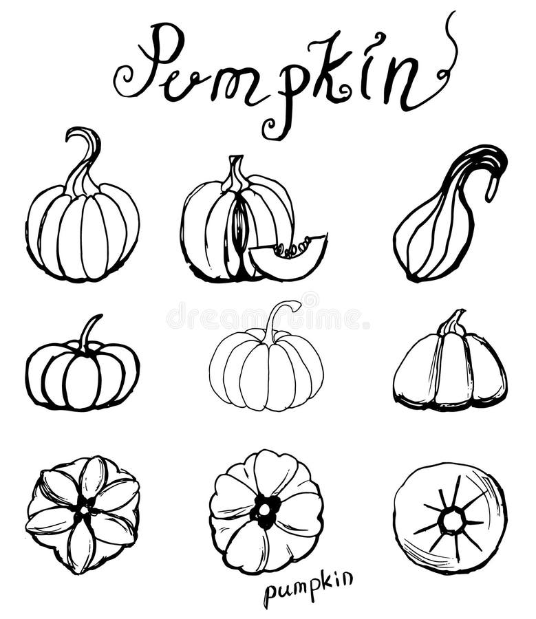 Set of hand draw pumpkins stock vector. Illustration of gourd - 140263948