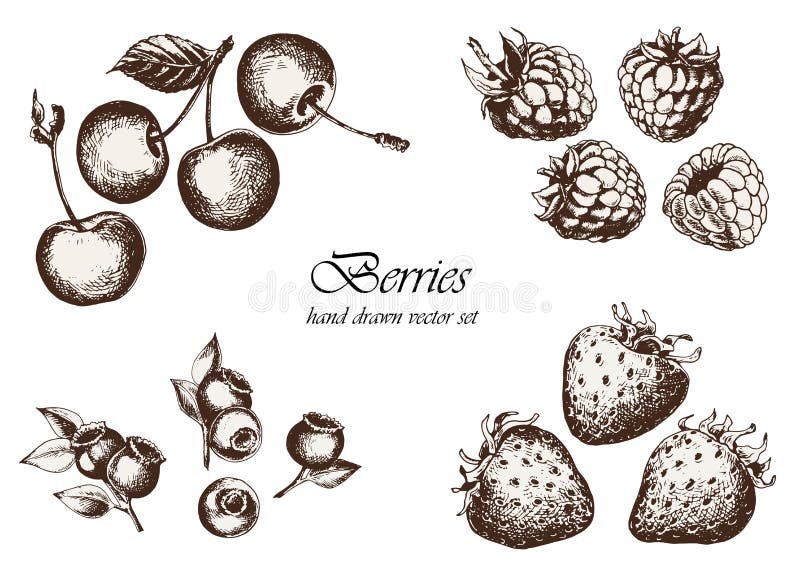Set of hand drawn berries stock vector. Illustration of drawn - 164758111