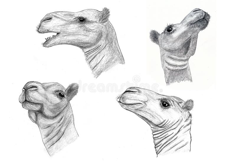 Set of Hand Drawn Camel Portraits Stock Illustration - Illustration of ...