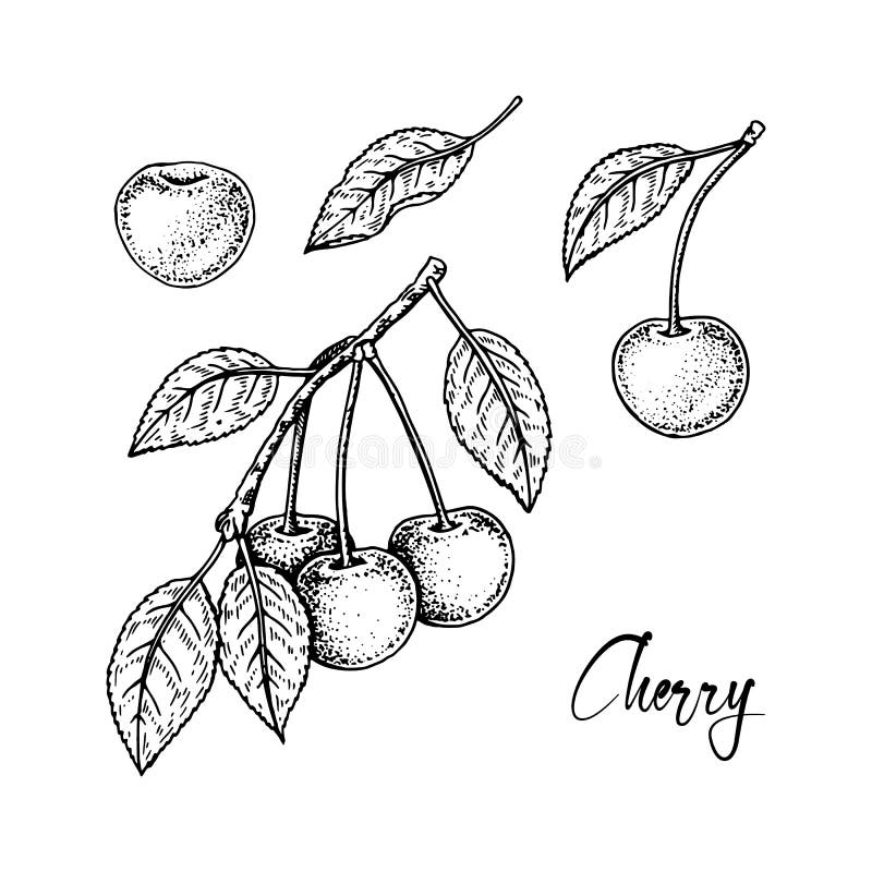 Set of Hand Drawn Cherry Design Elements Isolated on White Background ...