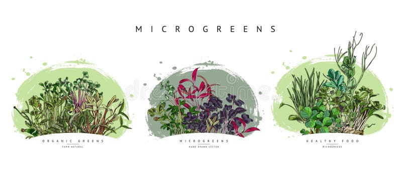 Set of Hand Drawn Different Micro-green Plants Sketch Style Stock ...