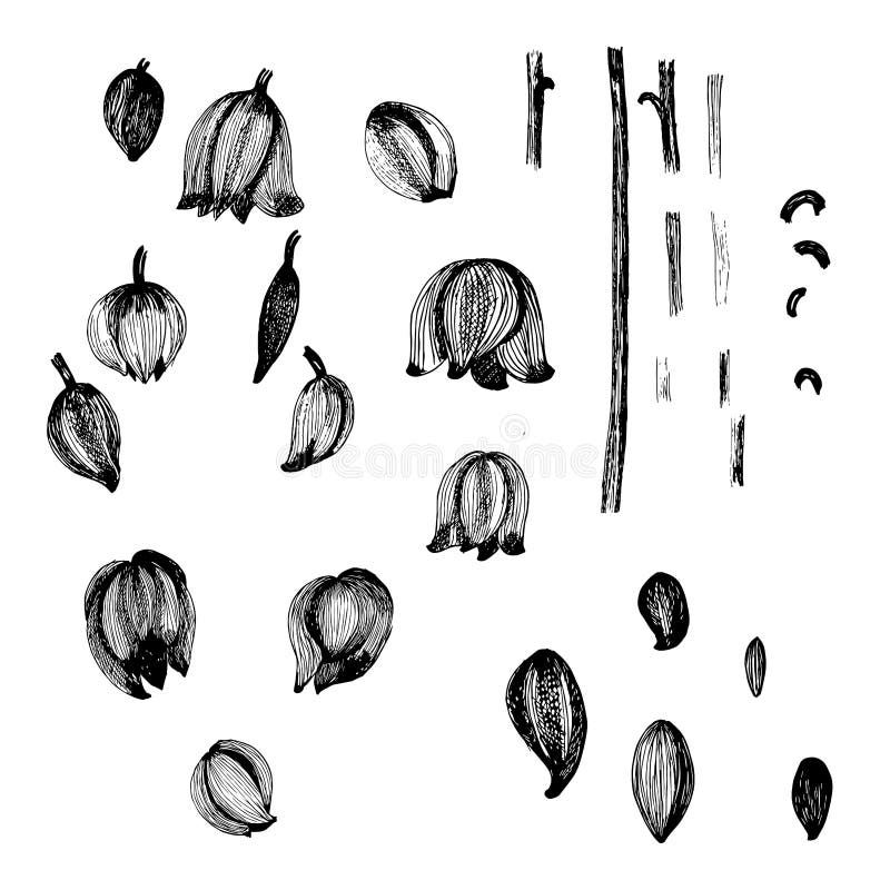 A Set of Hand-drawn Elements of Flowers, Stems and Buds To Create a ...