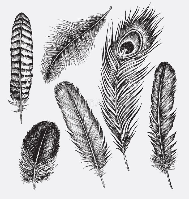 Set of Hand Drawn Feathers stock vector. Illustration of ornate - 73355445