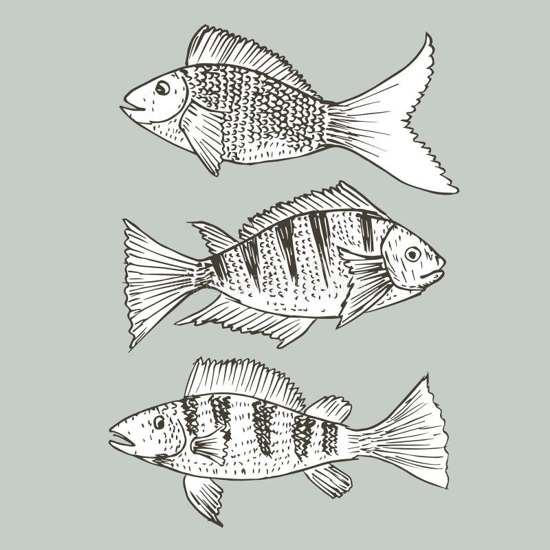 Set of Hand Drawn Fish, Healthy Food Drawings Set Elements for Menu ...