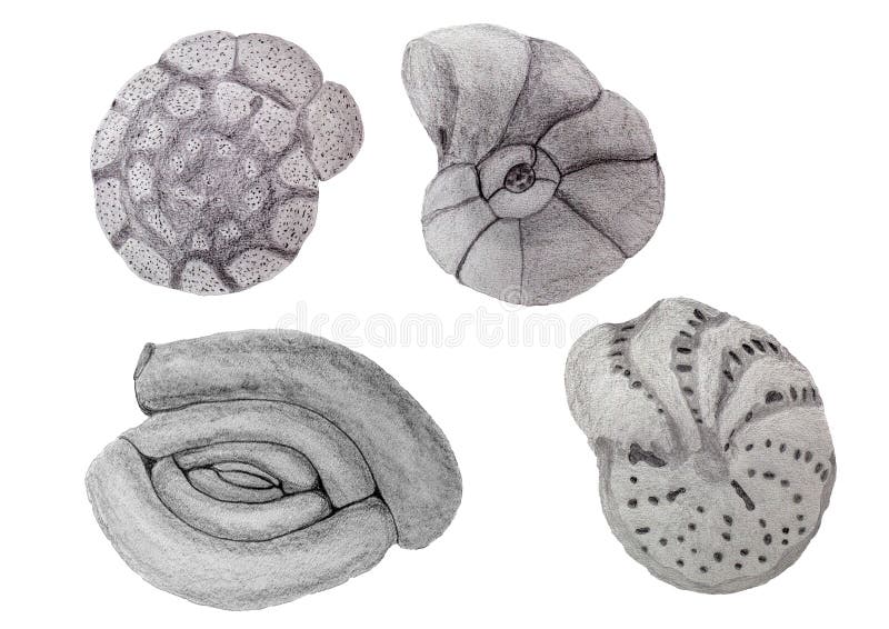 Benthic Foraminifera Stock Illustrations – 2 Benthic Foraminifera Stock ...
