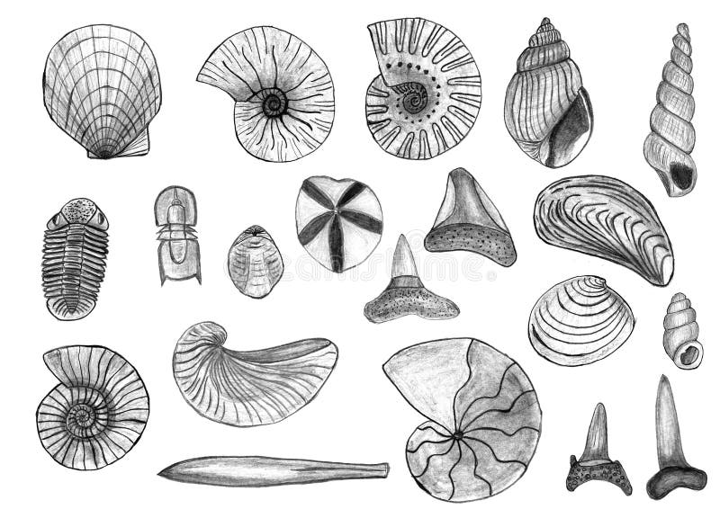 Hand drawn fossils stock illustration. Illustration of animal - 345950720