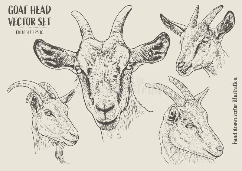 Set of Hand Drawn Goat Heads. Vector Illustration in Sketch Style Stock ...