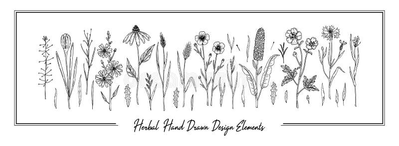 Set of Hand Drawn Meadow Flowers Isolated on White. Vector Illustration ...