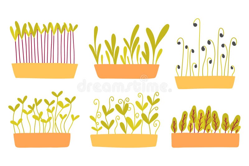 Set of Hand Drawn Microgreens in Pots. Vector Illustration in Flat ...