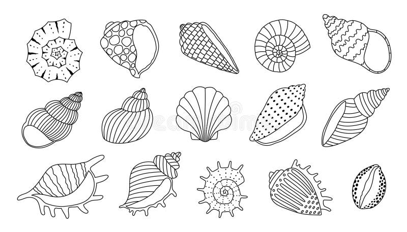 Set of Hand Drawn Outline Seashells. Editable Stroke. Design Elements ...