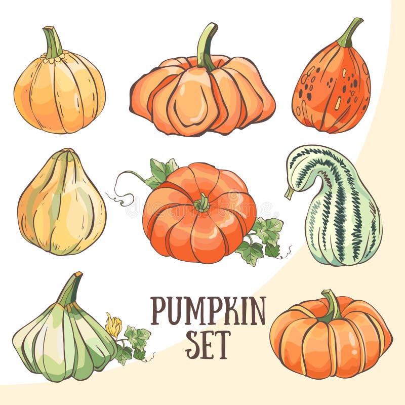 Set of hand drawn pumpkins stock vector. Illustration of beauty - 155753124