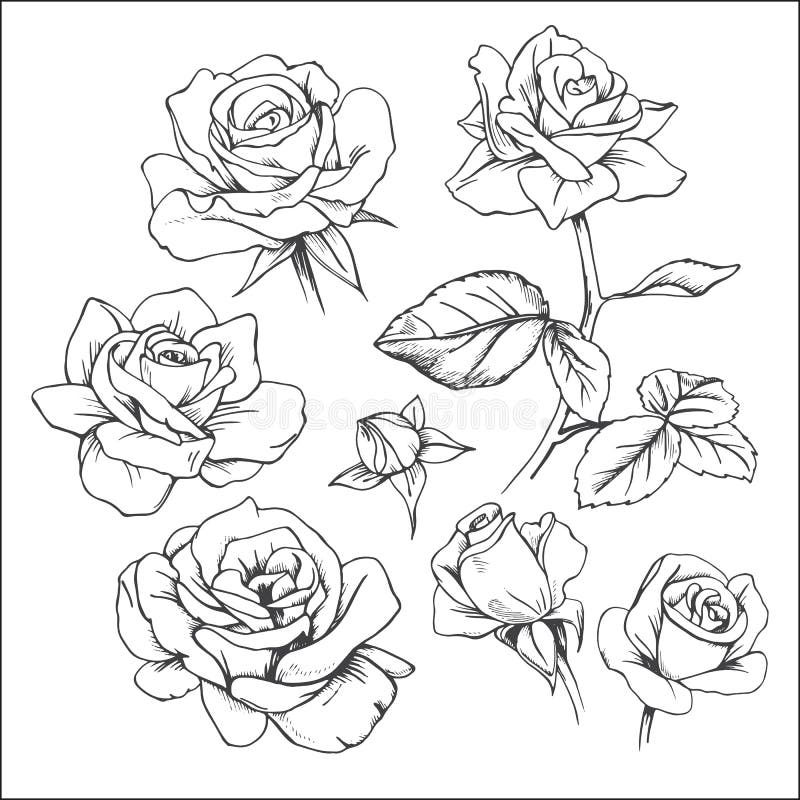 Set of hand-drawn roses. stock vector. Illustration of drawn - 67141555