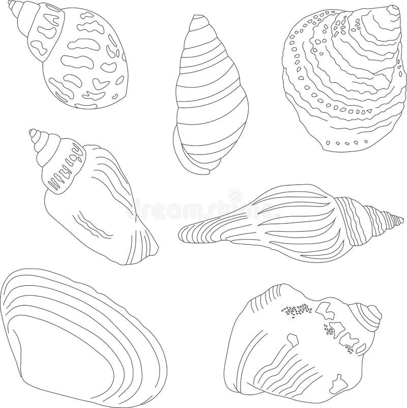 A Set of Hand-drawn Shells. Marine Kit Stock Vector - Illustration of ...