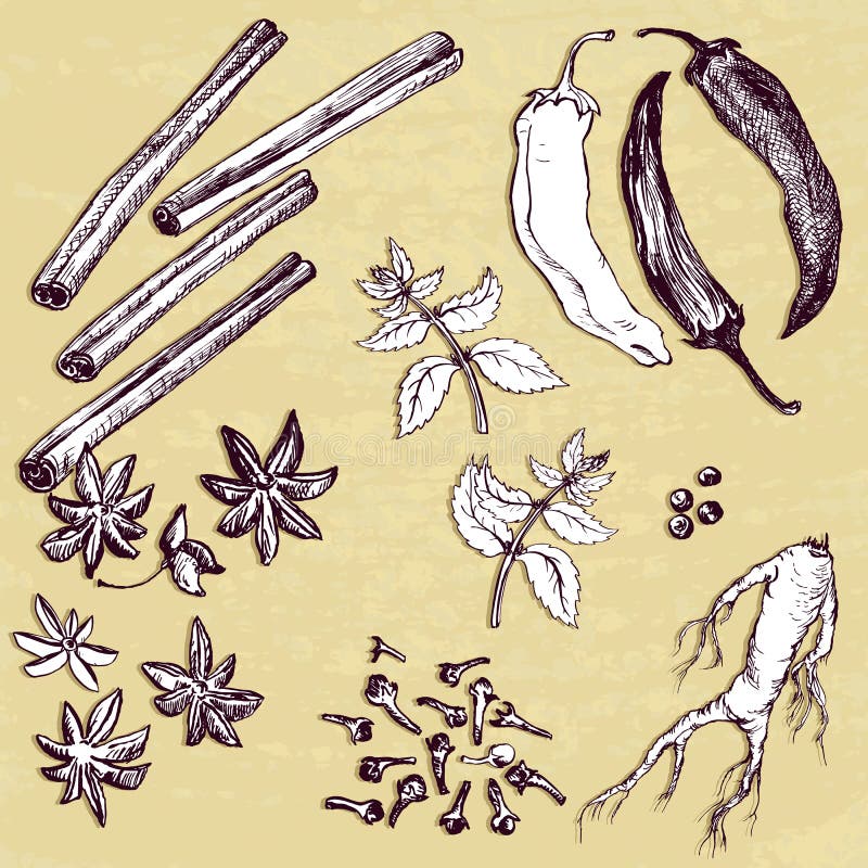 Spices Drawing by Watercolor Stock Vector - Illustration of menu ...
