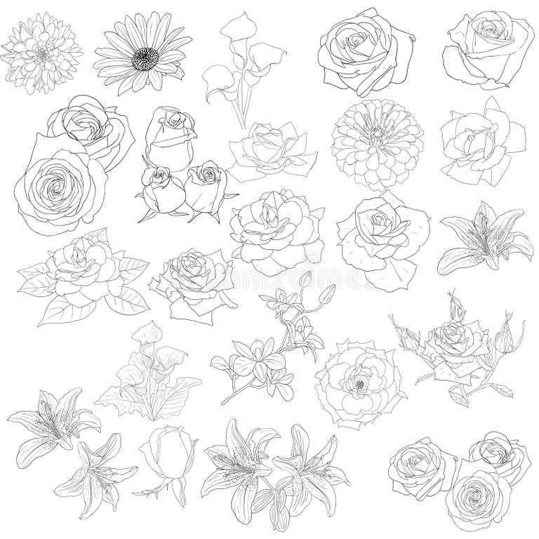 Set of in Hand Drawn Style Roses Stock Vector - Illustration of style ...