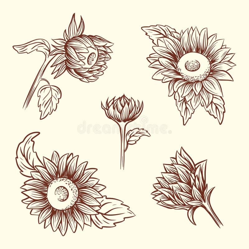 Set of Hand Drawn Sunflowers in Sketch Style. Vector Illustration Stock ...