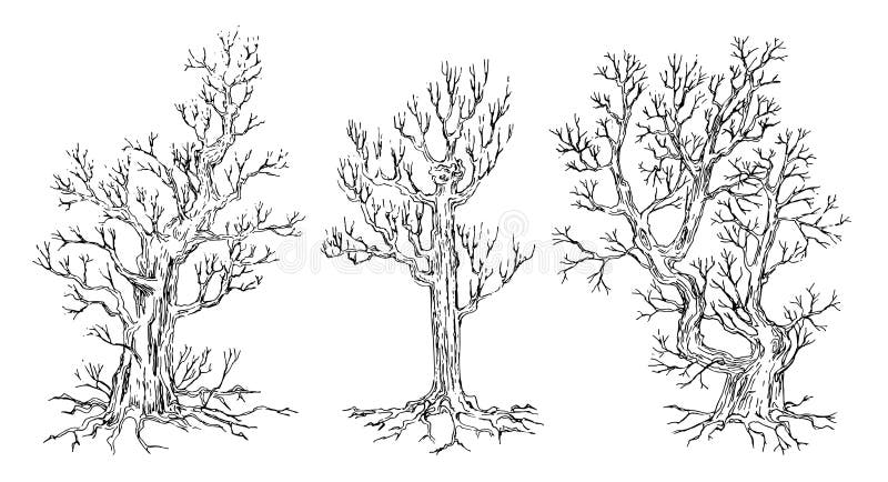 Pencil Drawing Dry Tree Stock Illustrations – 93 Pencil Drawing Dry ...