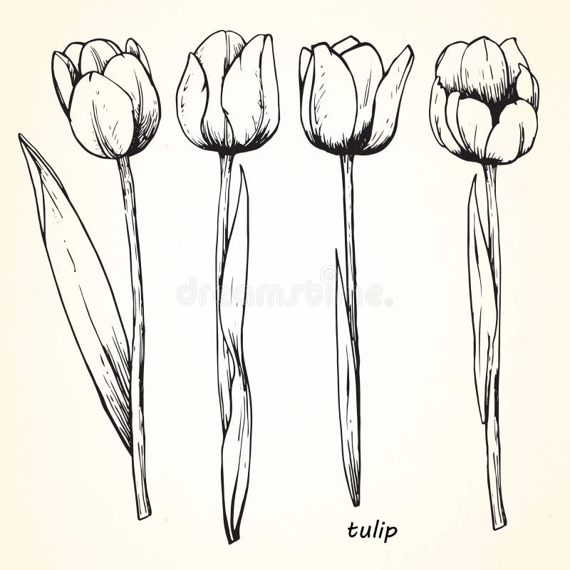 Set of Hand-drawn Tulips, Vector Stock Vector - Illustration of ...
