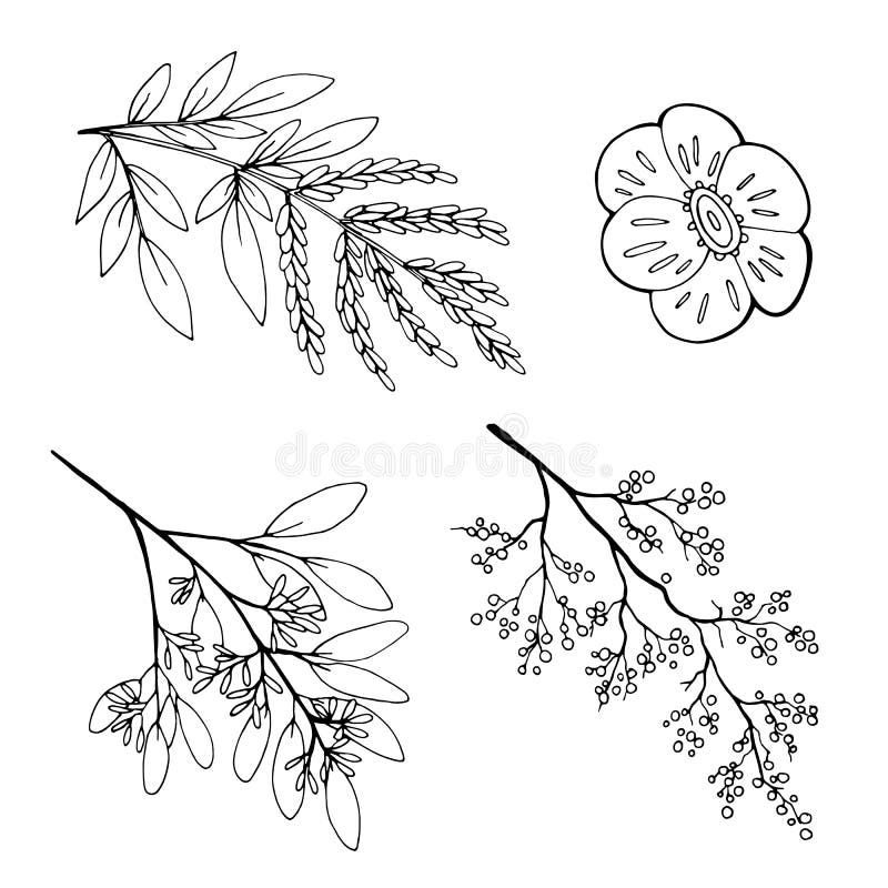 Set of Hand Drawn Twigs, Sketch Plants Isolated on White Stock Vector ...