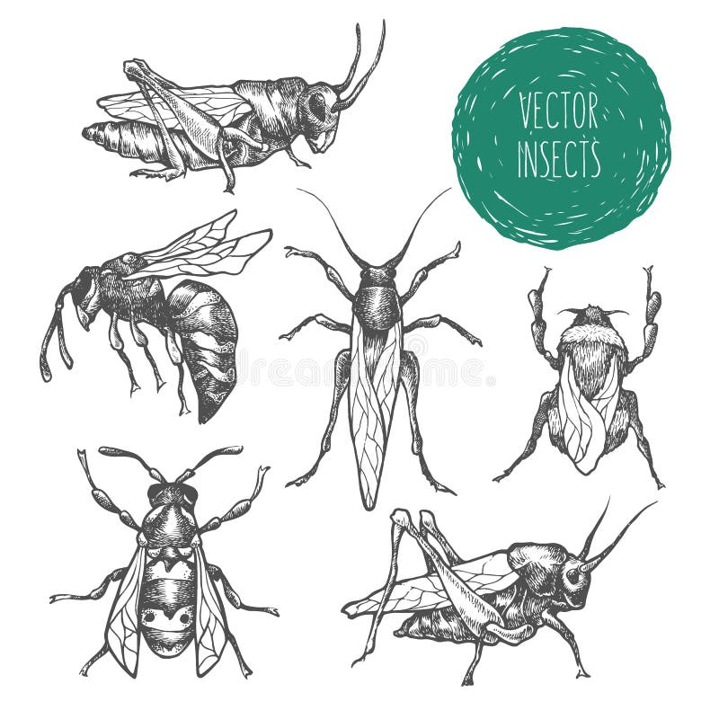 Set of Hand Drawn Vector Insects. Stock Vector - Illustration of ...
