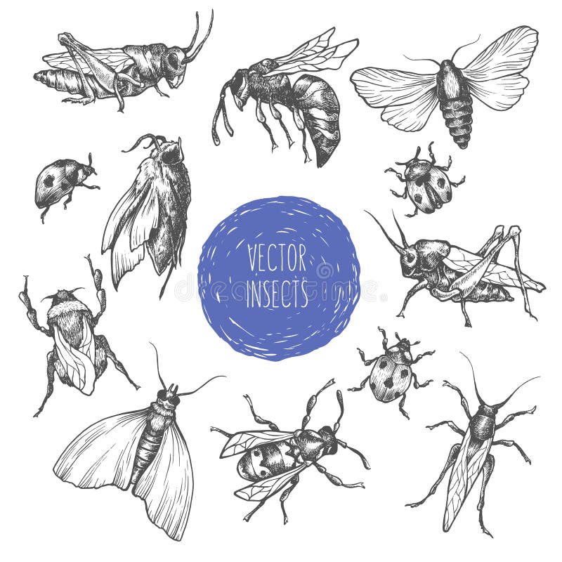 Set of Hand Drawn Vector Insects. Stock Vector - Illustration of pack ...
