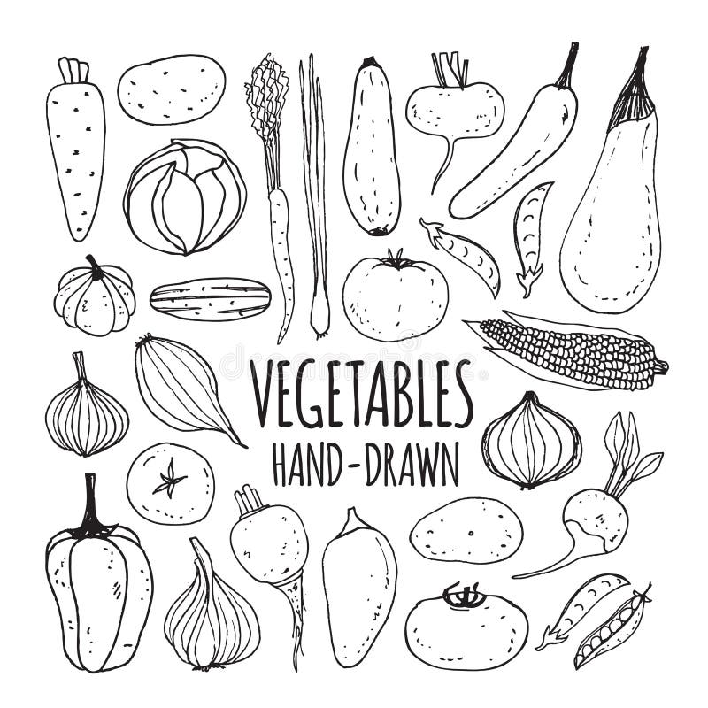 Set hand drawn vegetables stock vector. Illustration of garden - 89879541