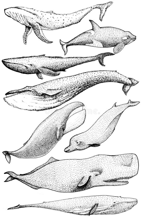 Set of Hand Drawn Whales from the World Stock Illustration ...