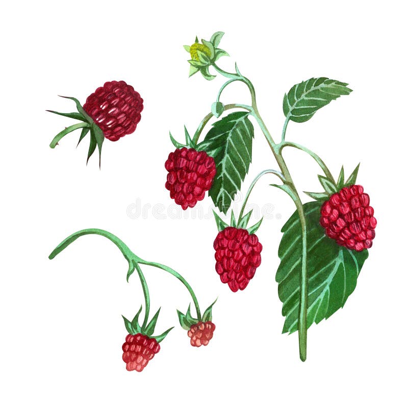 A Set of Hand-painted Watercolor Elements: Red Raspberry, Raspberry ...