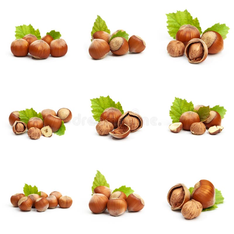 Set of Hazelnut Nut Many Leaves Isolated on a White Background As a ...