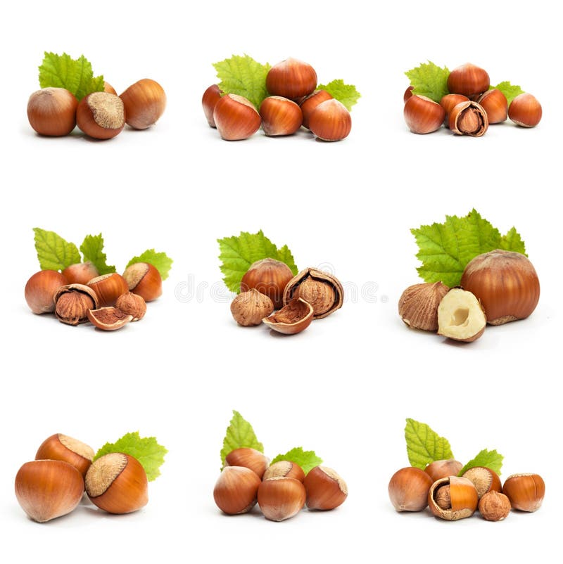 Set of Hazelnut Nut Many Leaves Isolated on a White Background As a ...