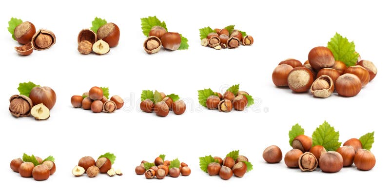Set of Hazelnut Nut Many Leaves Isolated on a White Background As a ...