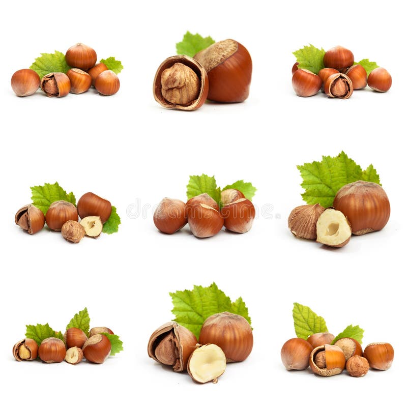 Set of Hazelnut Nut Many Leaves Isolated on a White Background As a ...