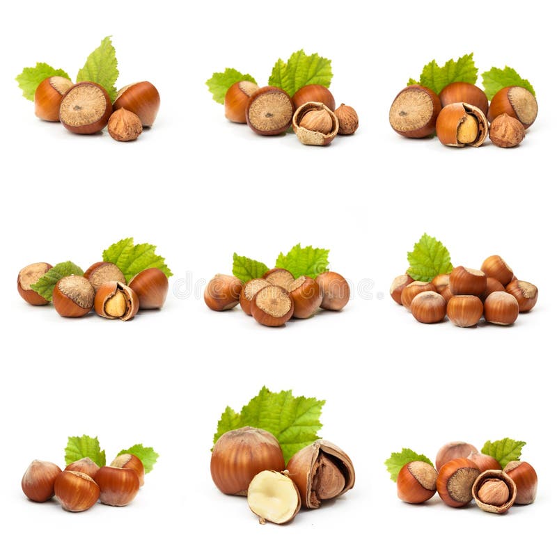 Set of Hazelnut Nut Many Leaves Isolated on a White Background As a ...