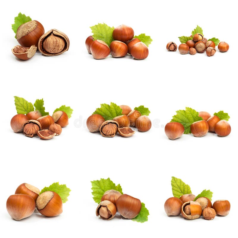 Set of Hazelnut Nut Many Leaves Isolated on a White Background As a ...
