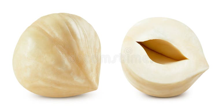 Hazelnut Isolated on White Background Clipping Path Stock Photo - Image ...
