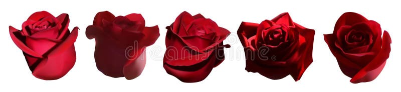 Set of Heads from Red Roses on White Stock Vector - Illustration of ...