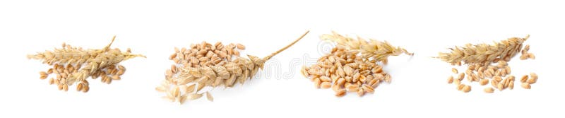 Set with Heaps of Wheat Grains on White Background. Banner Design Stock ...