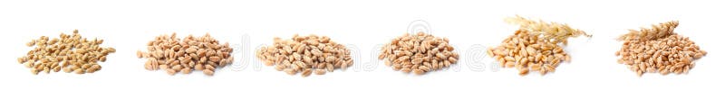 Set with Heaps of Wheat Grains on White Background. Banner Design Stock ...