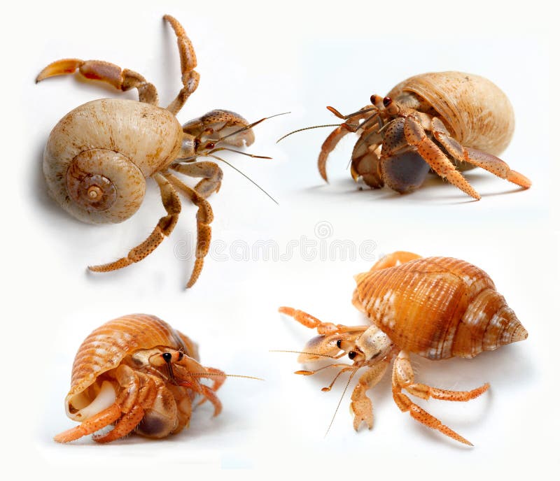 Hermit crabs mating stock image. Image of cycle, claws - 13769101