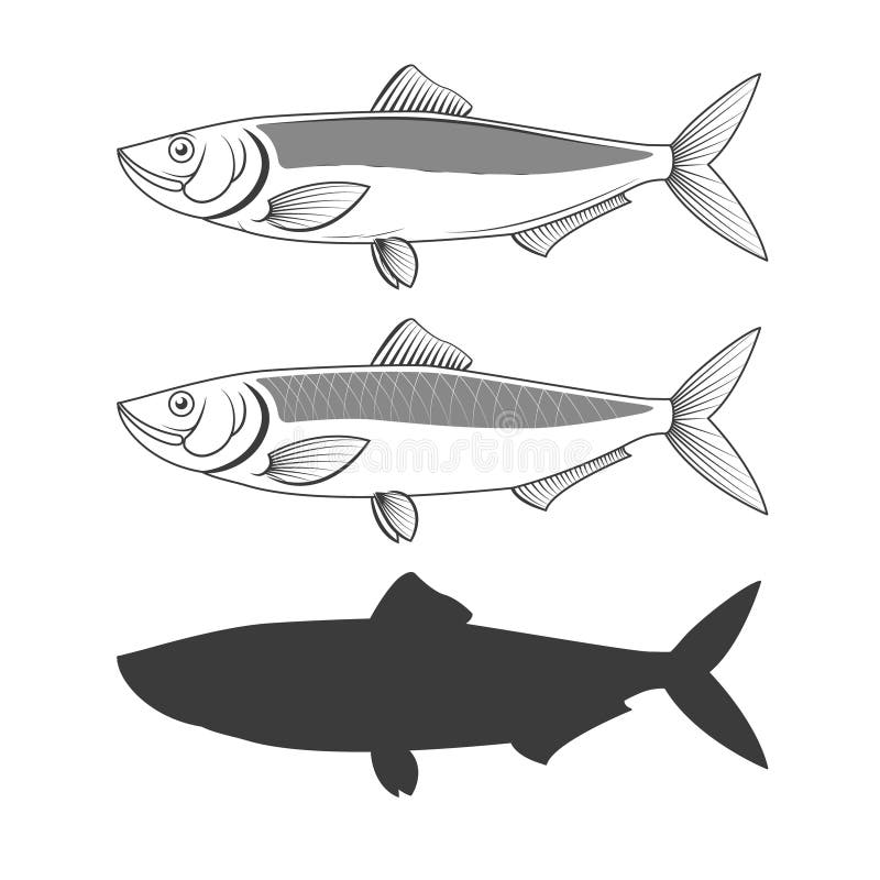 Set of Herring Fish Illustrations. Stock Vector - Illustration of life ...