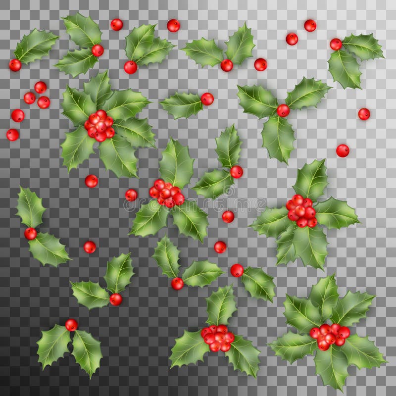Holly Leaves Berries Transparent Background Stock Illustrations – 530 ...
