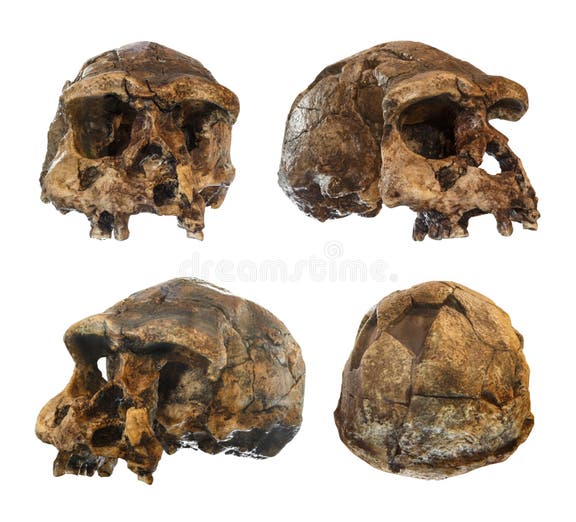 Set of Erectus Skull . Discovered in 1969 in Sangiran , Java ...