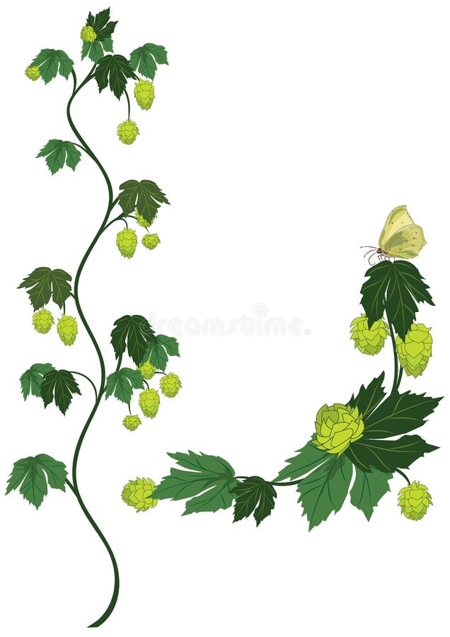 Set of hop borders stock vector. Illustration of vintage - 184959233